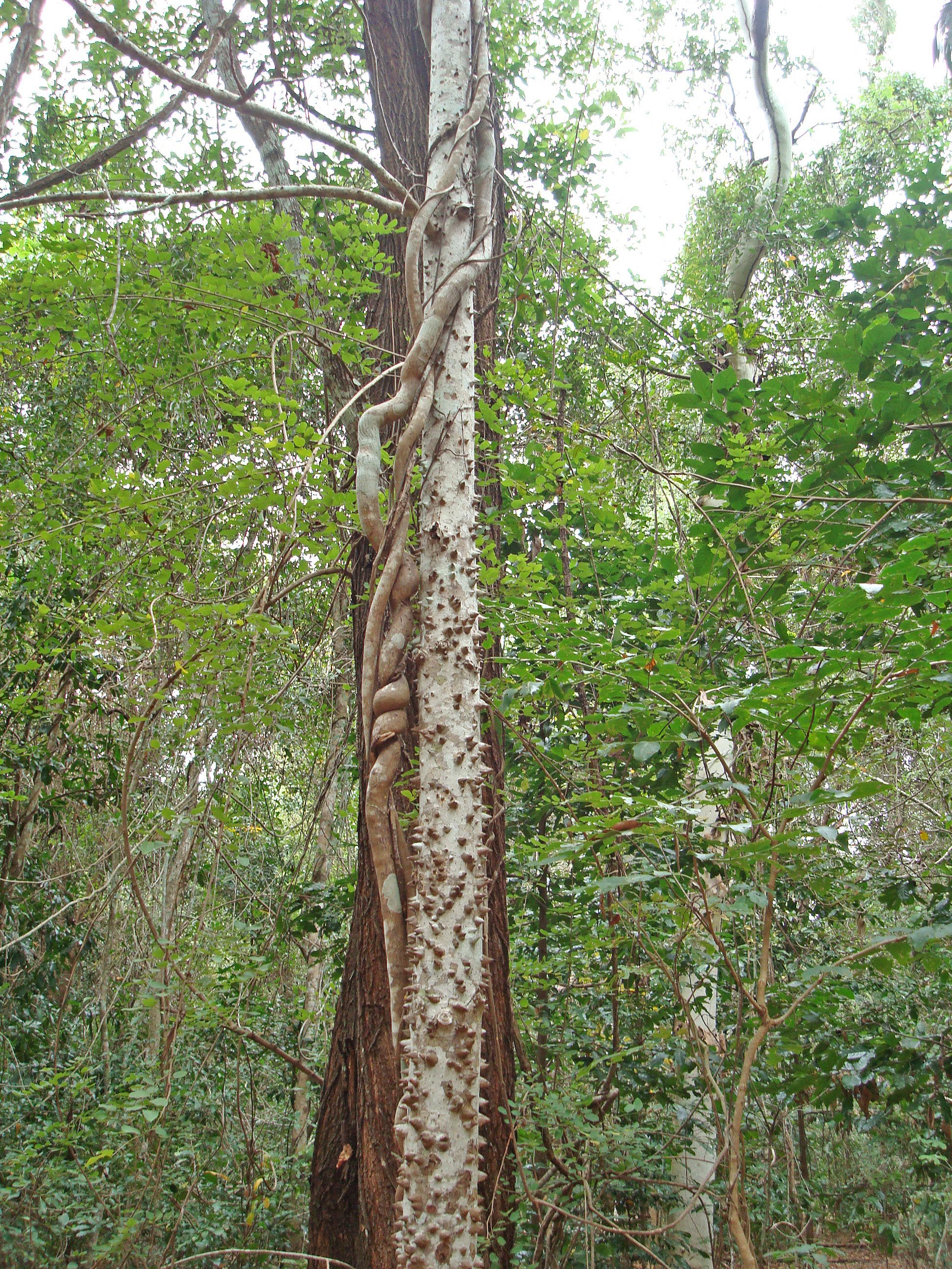 An Expat's Photoblog | Kapok Tree